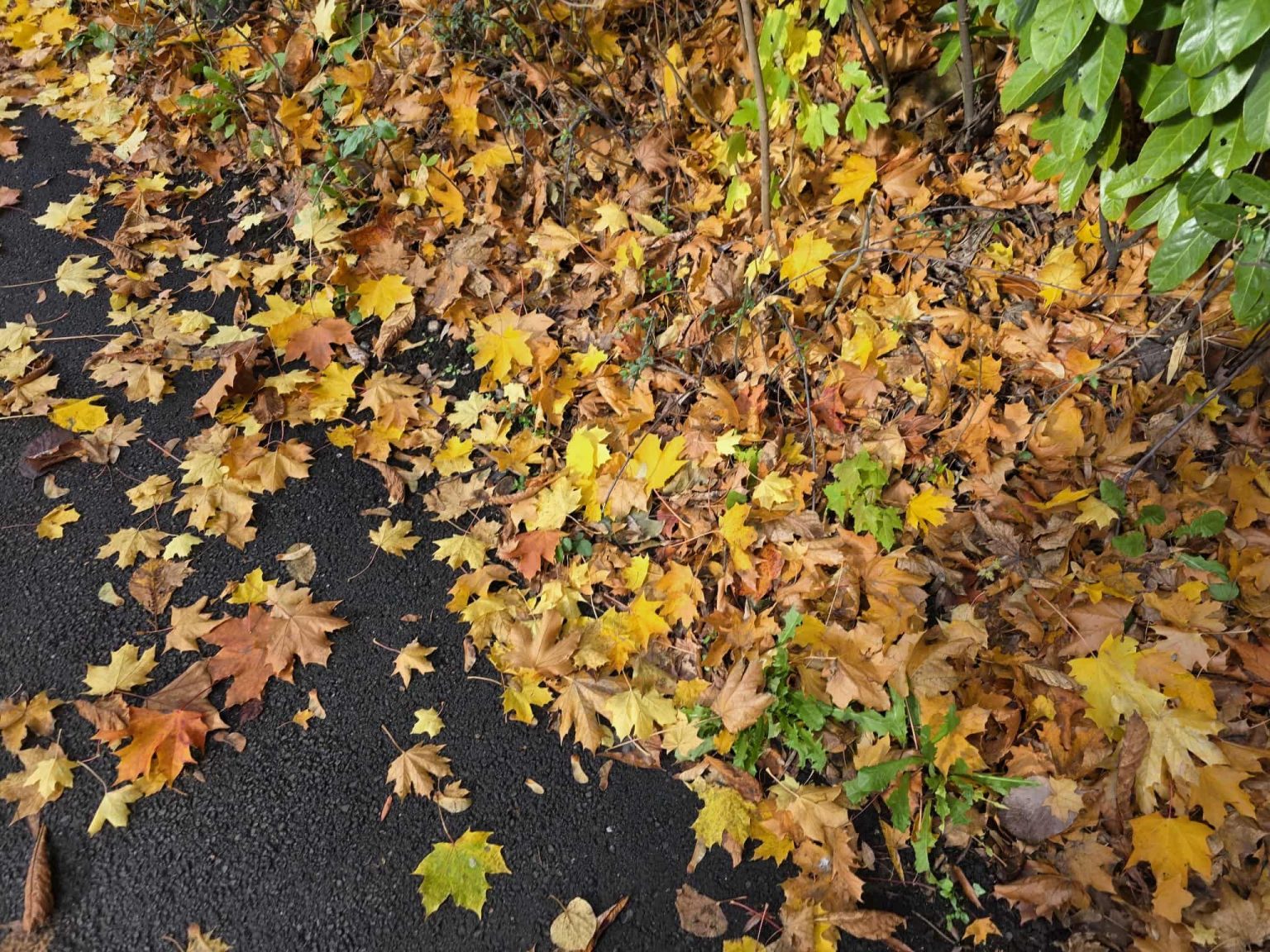 Pantry Prose: Leaf Litter by Robert P. Bishop | Ink Pantry